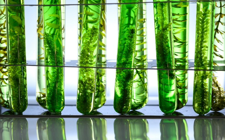 Marine Ingredients in Skincare: Beyond Algae and Seaweed - Inspire Culture